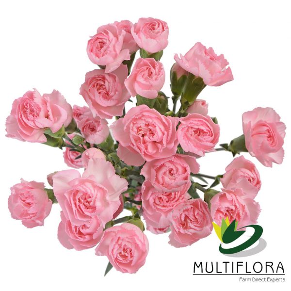 Zagara – Vistaflor