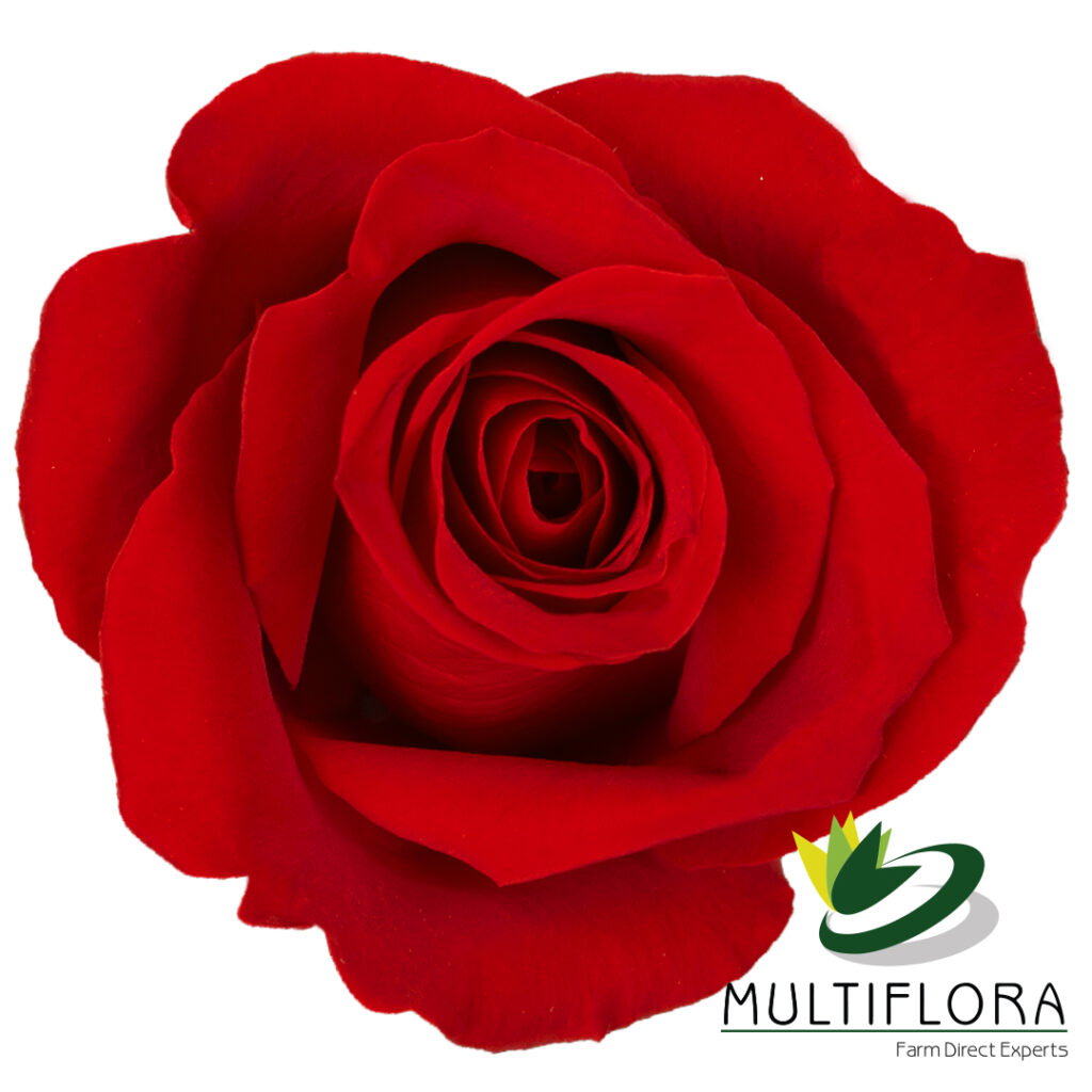 Freedom – Vistaflor