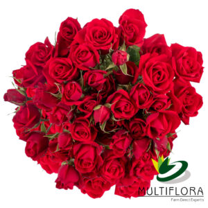 Scarlett Mimi - Vistaflor