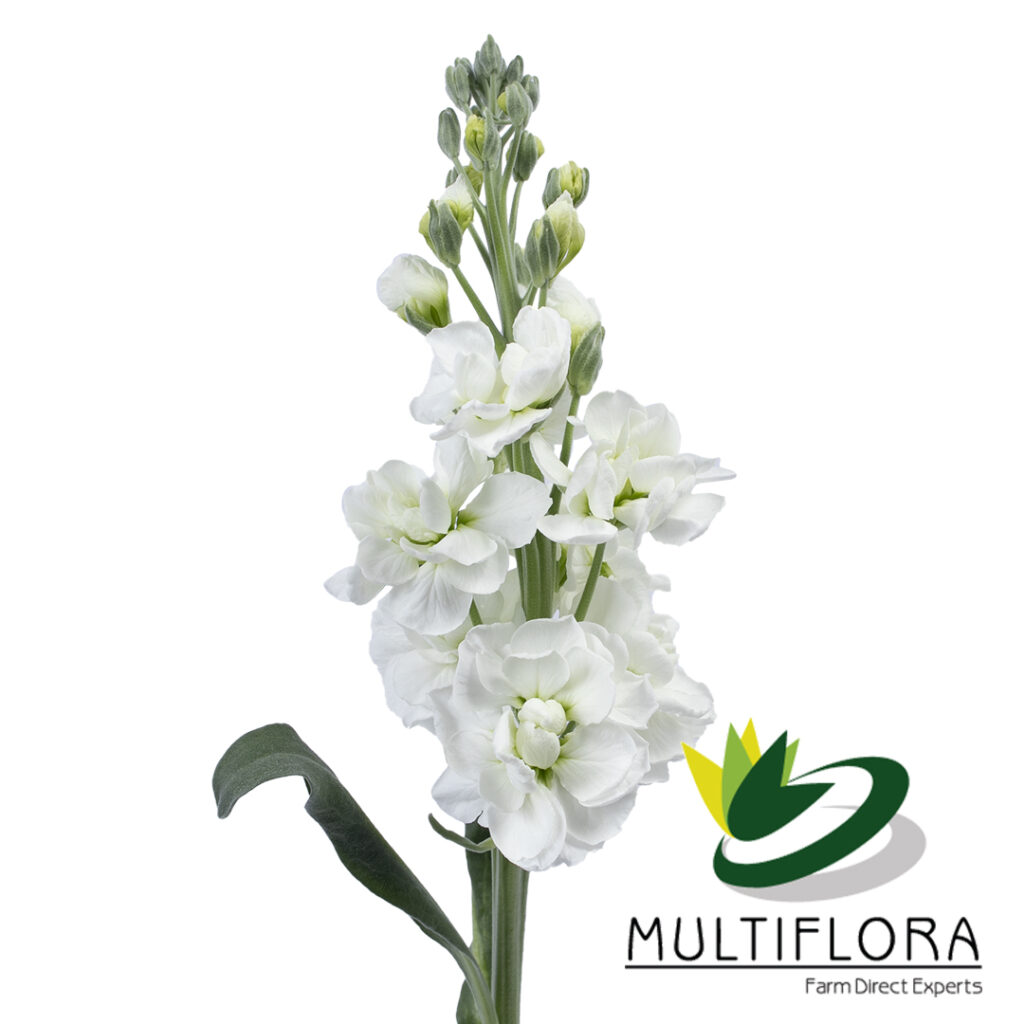 Stock White Infinity Snow – Vistaflor