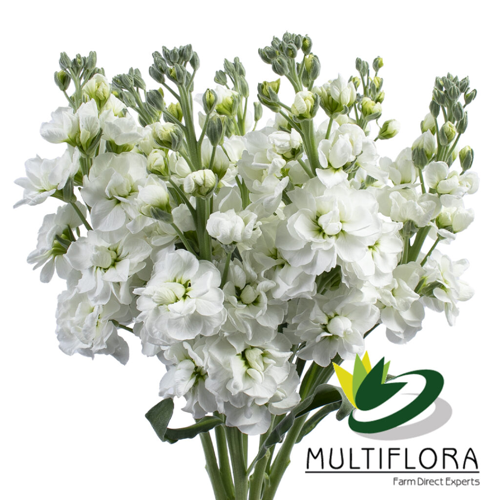 Stock White Infinity Snow – Vistaflor