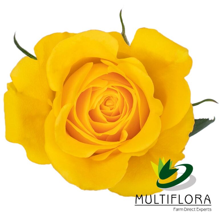 Momentum - Vistaflor