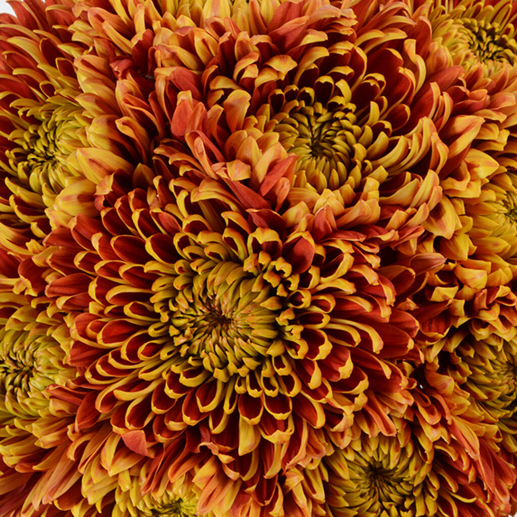 Growers of Quality Flowers - Vistaflor