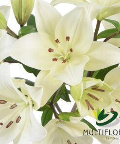 Products - Vistaflor