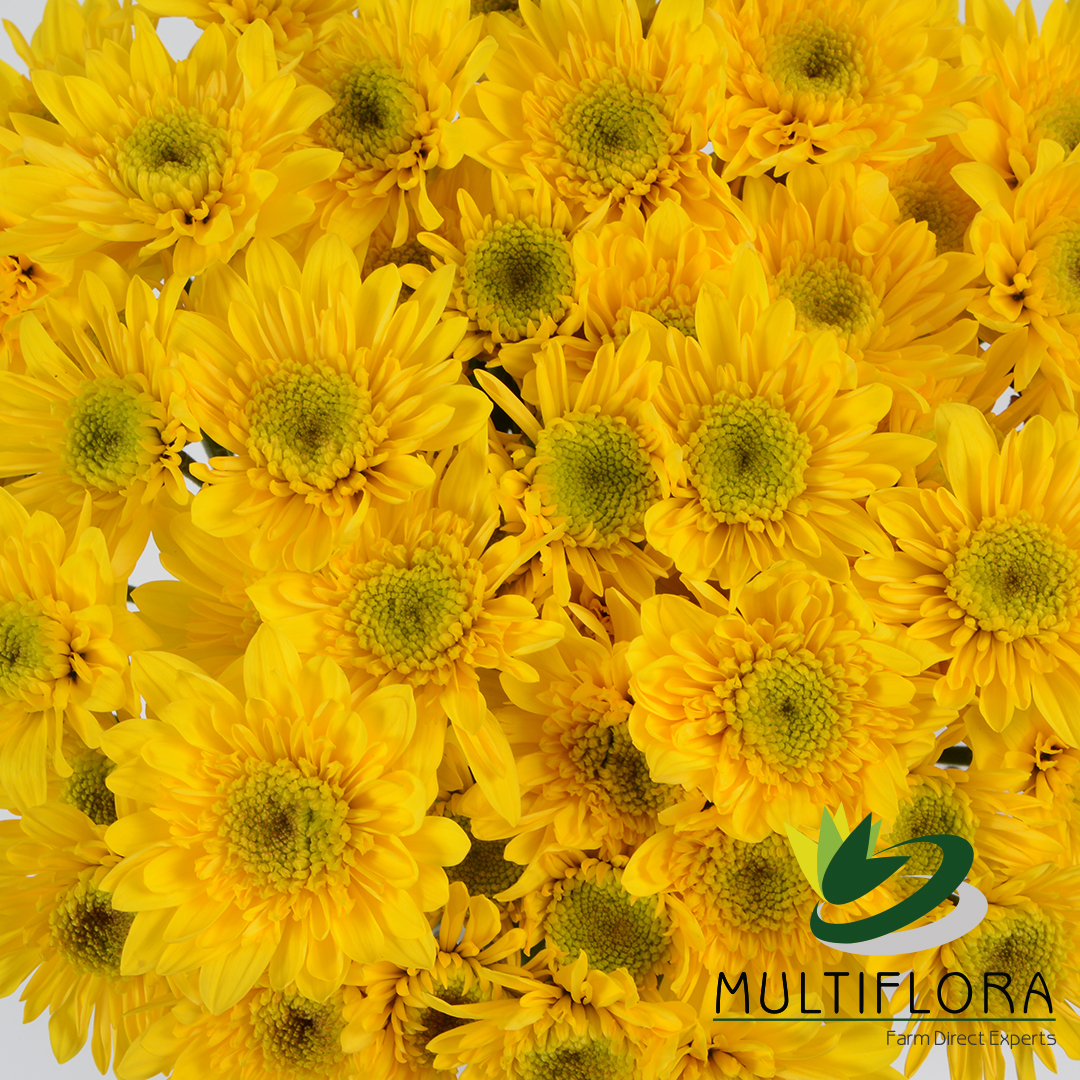 Cushion Poms - Vistaflor