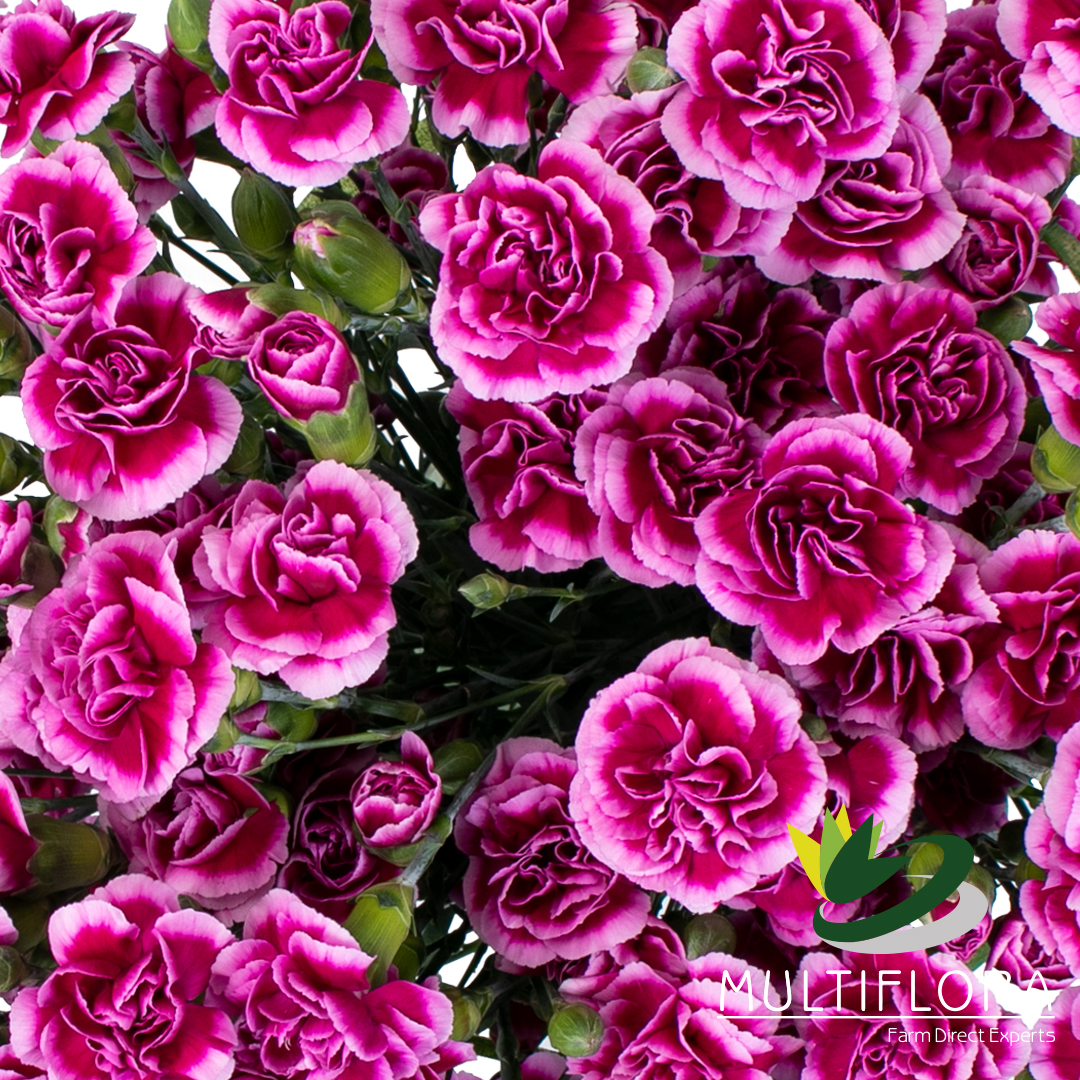 Minicarnations - Vistaflor