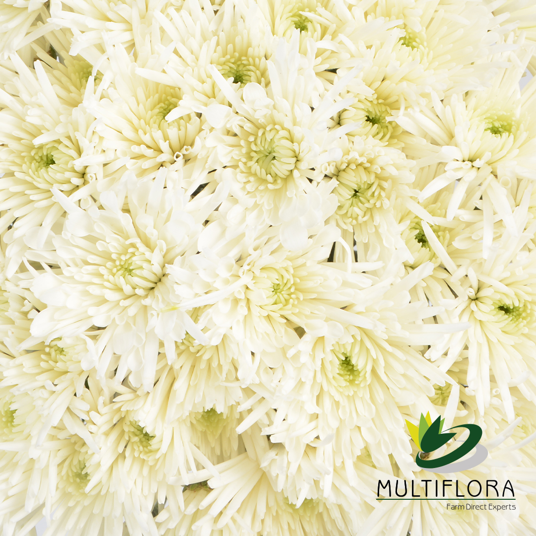 Novelty Poms - Vistaflor