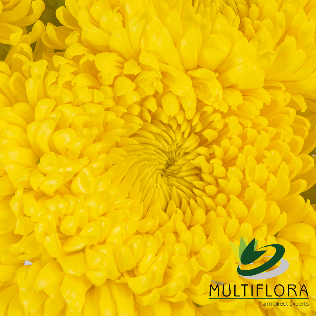 Football Mums Yellow Pom Pom