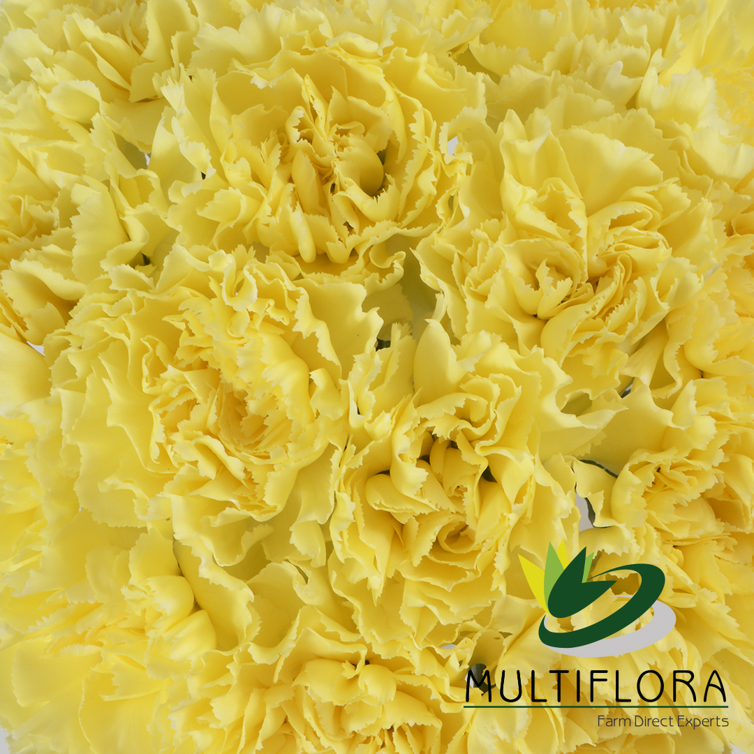 Carnations - Vistaflor