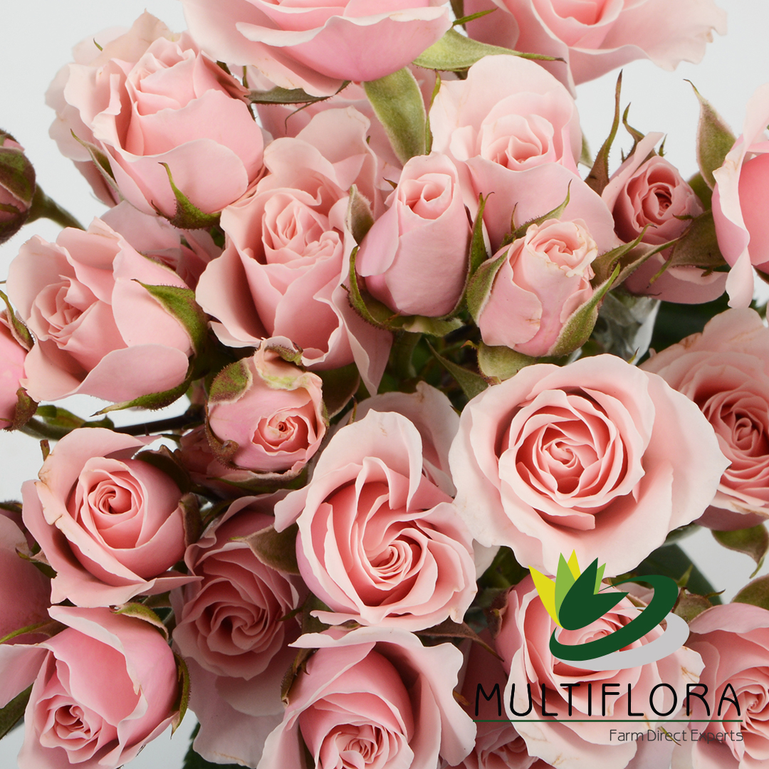 Spray Roses - Vistaflor