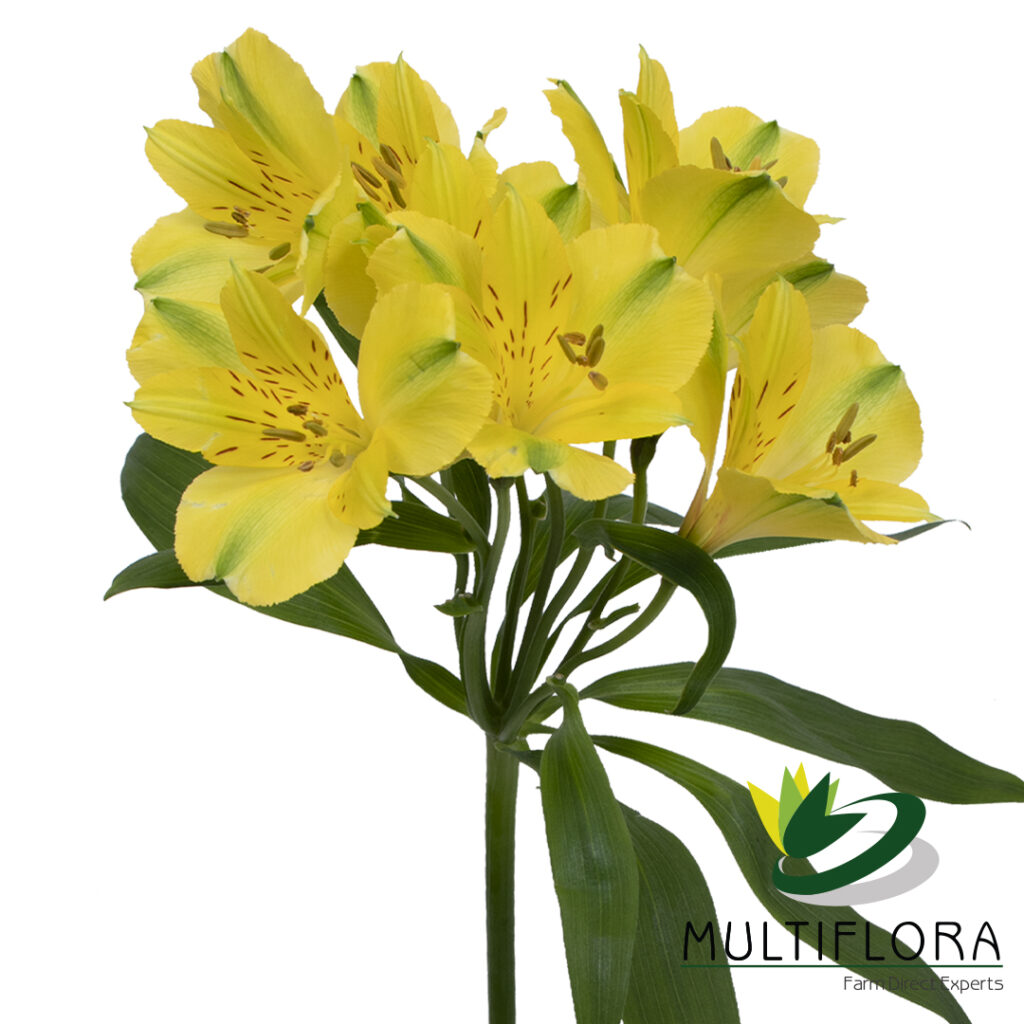 Sunny Lady - Vistaflor