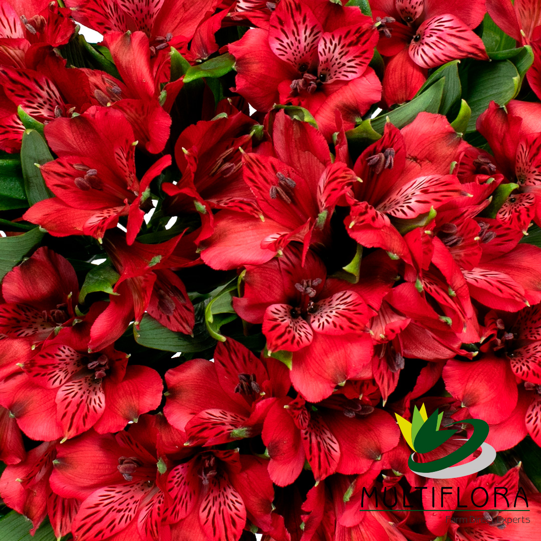 Alstroemeria - Vistaflor