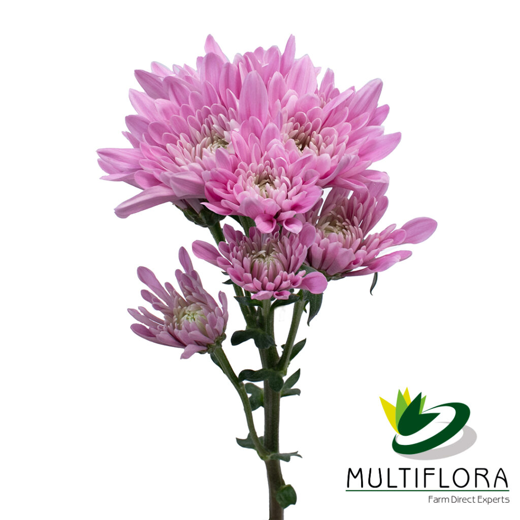 Veronica – Vistaflor