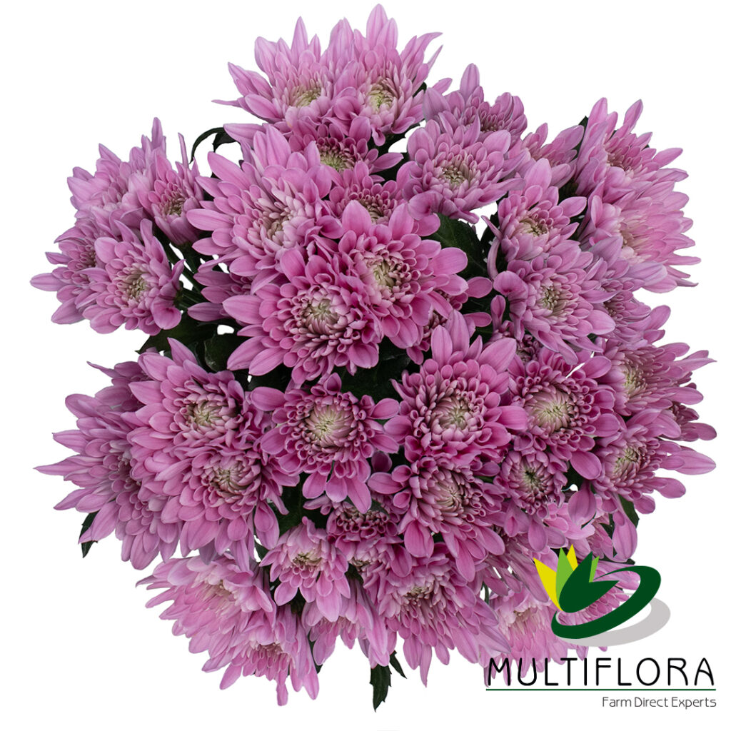 Veronica – Vistaflor