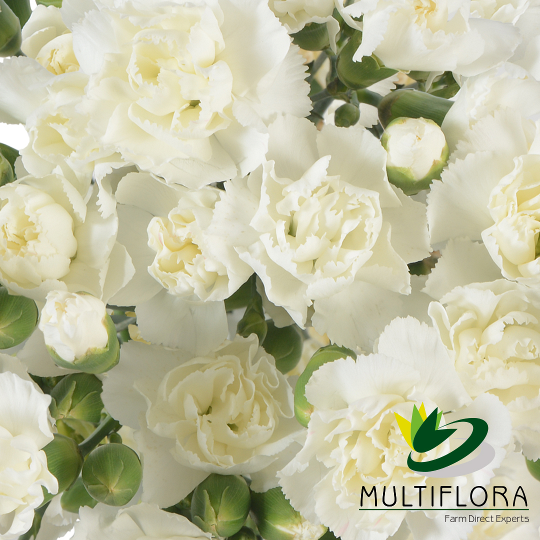 Minicarnations - Vistaflor