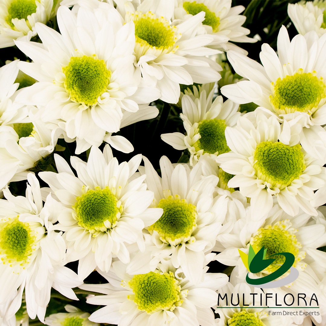 Novelty Poms - Vistaflor