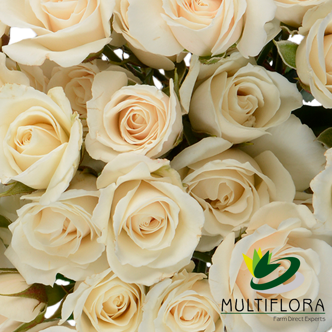 Spray Roses - Vistaflor