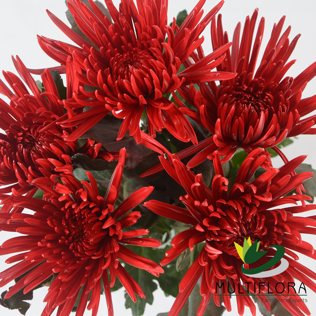 Painted|Dyed Flowers - Vistaflor