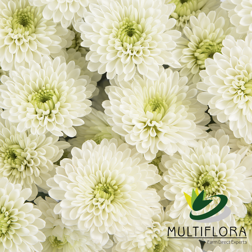 Novelty Poms - Vistaflor