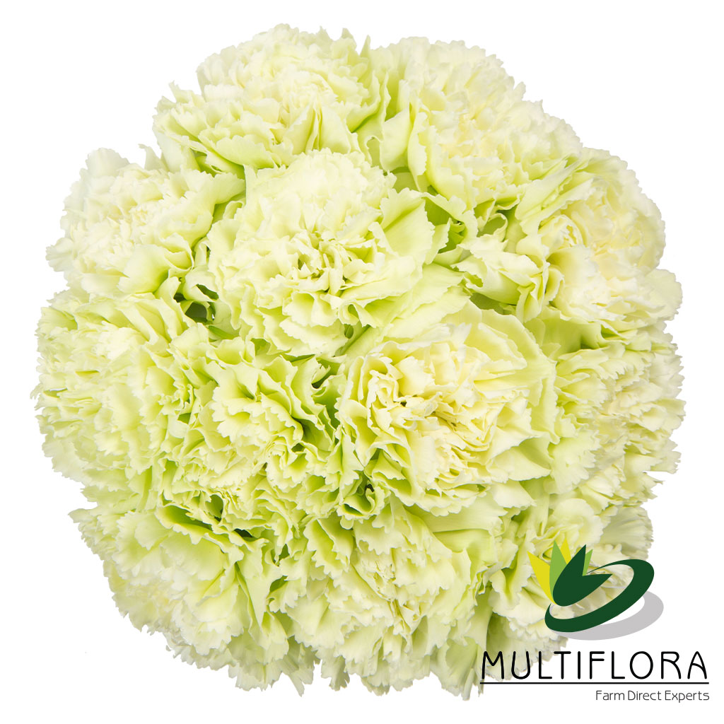 Prado Mint - Vistaflor