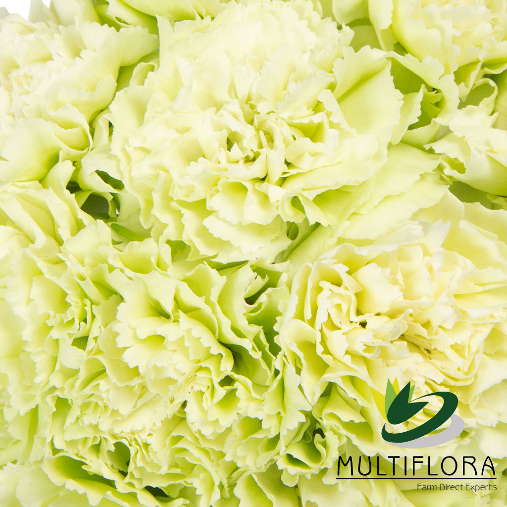 Prado Mint - Vistaflor