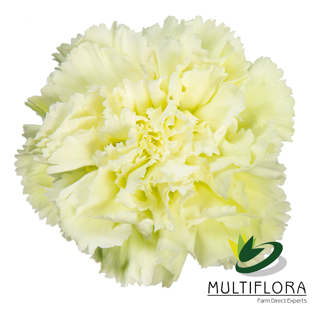 Prado Mint - Vistaflor