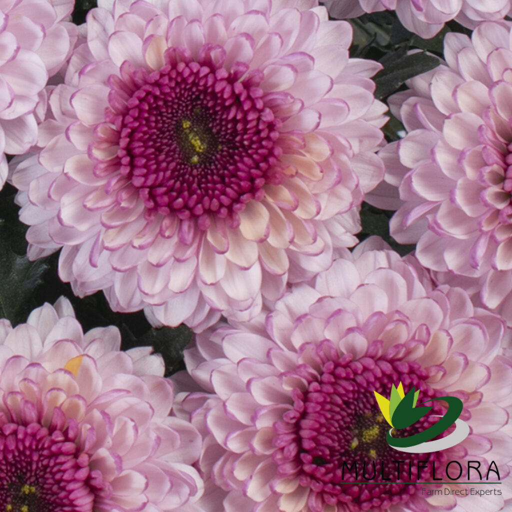 Growers of Quality Flowers - Vistaflor