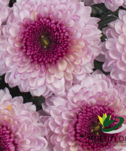 Products - Vistaflor