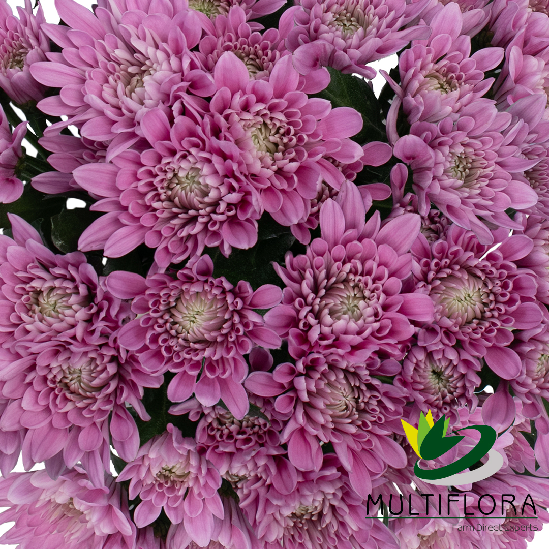 Cushion Poms - Vistaflor