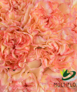 Products - Vistaflor