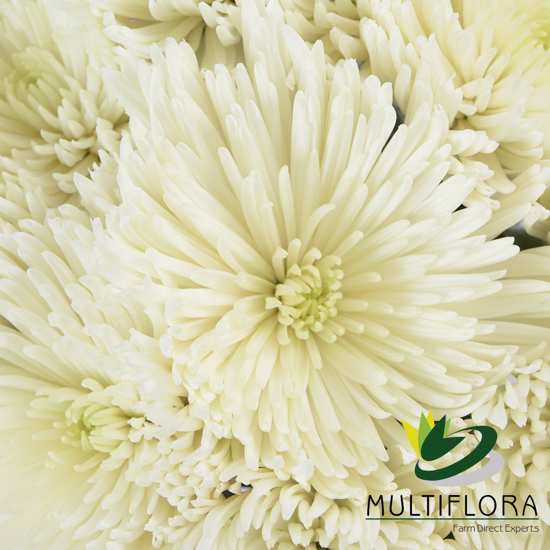 Spider Mums - Vistaflor