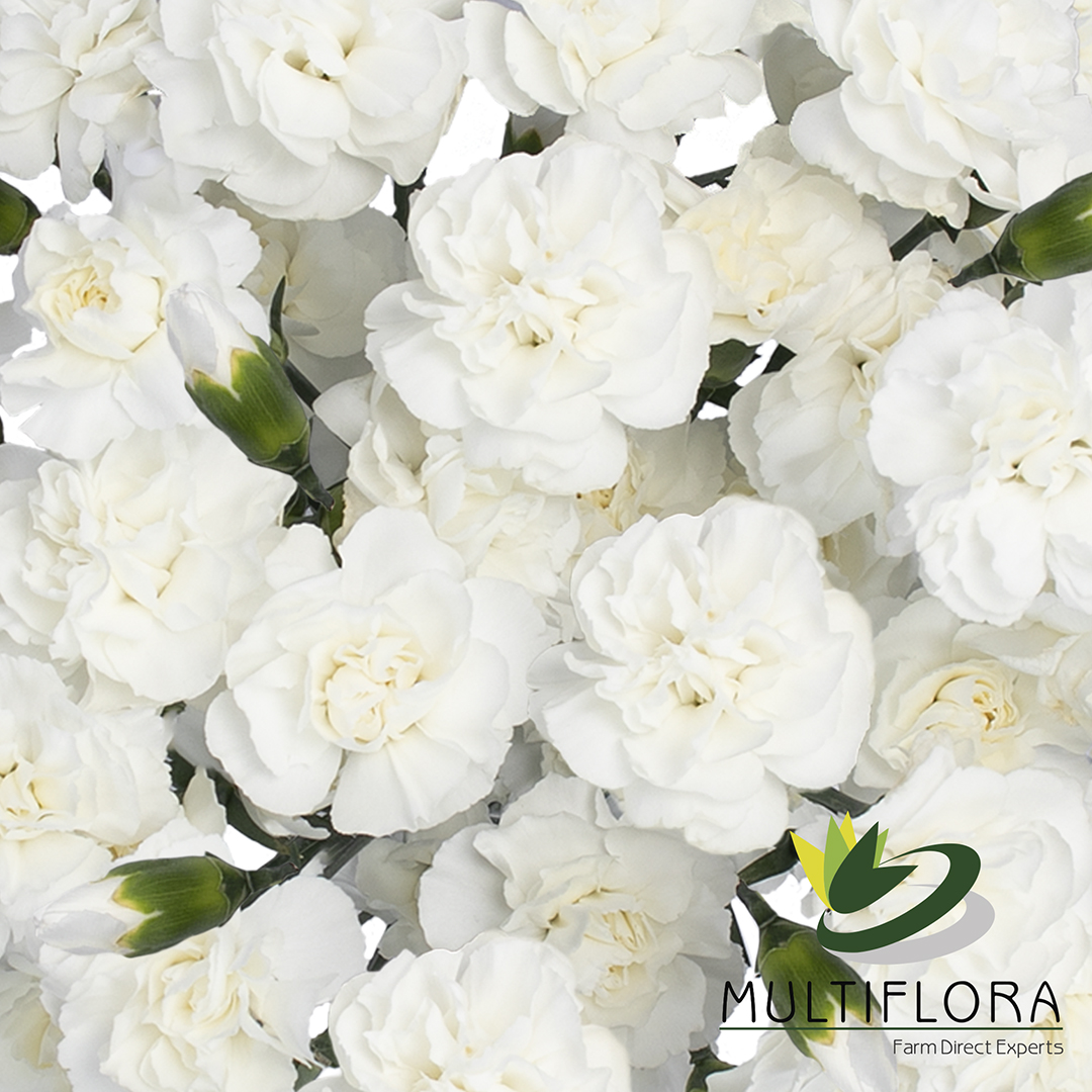 Mini Carnations - Vistaflor