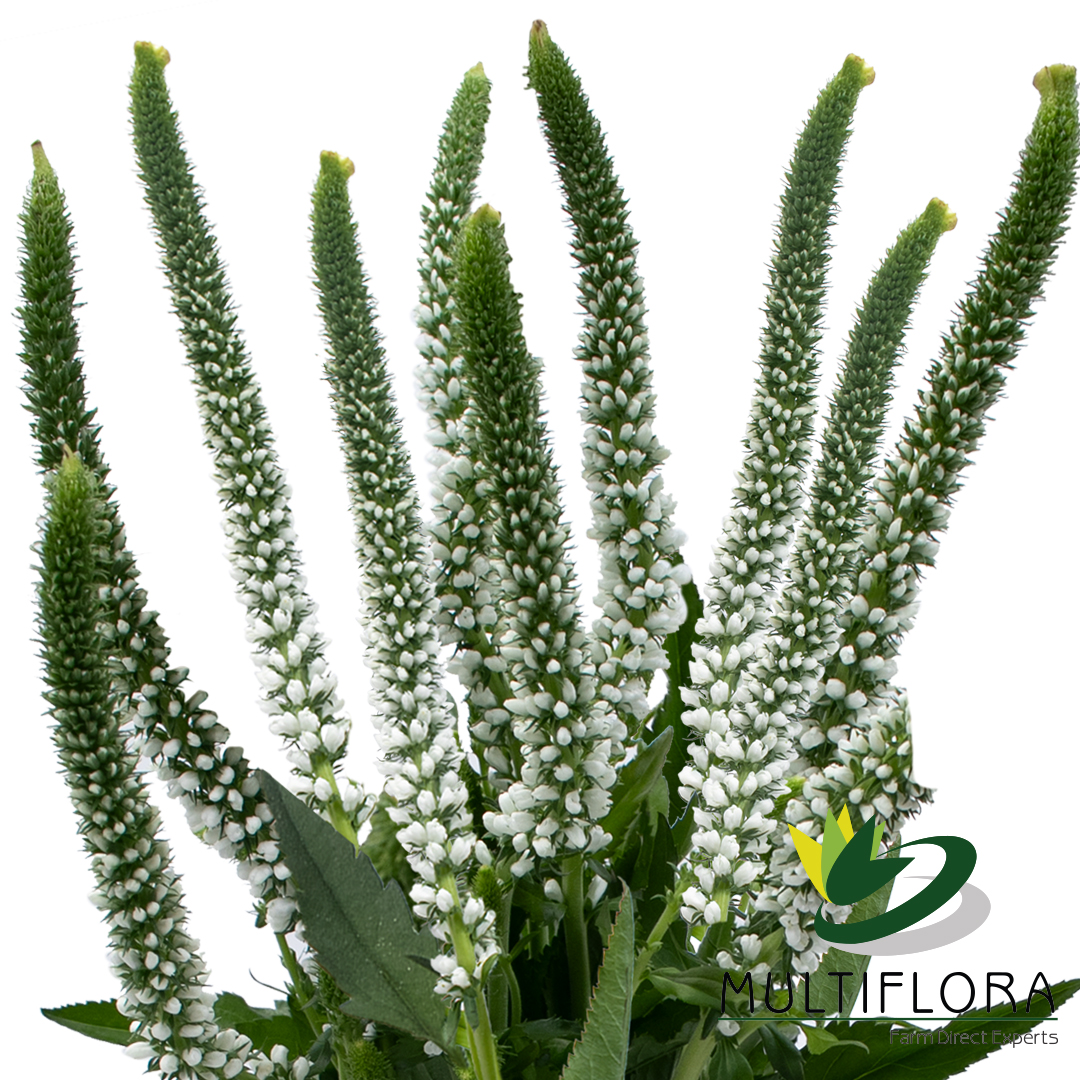 Veronica - Vistaflor