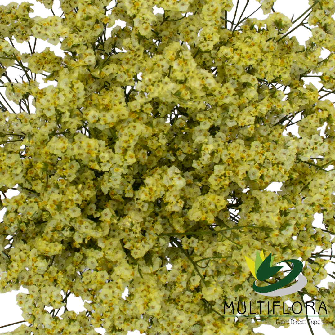 Limonium - Vistaflor